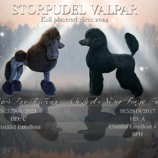 1 år gammal Pudel, stor säljs av Maze of memories från Glimåkra ...