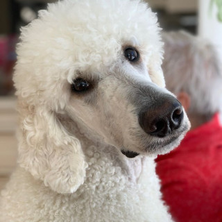 2 år gammal Pudel, stor säljs av Ulrika från Sundsvall | Skaffa Hund