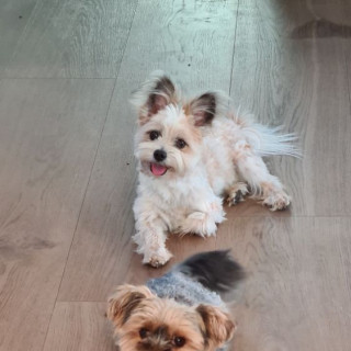 3 år gammal Yorkshireterrier säljs av Marie Lena Carina från Tumba ...