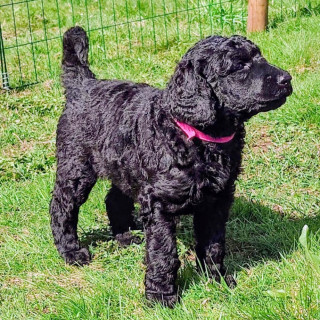 9 månader gammal Pudel, stor säljs av Kinn från Veddige | Skaffa Hund