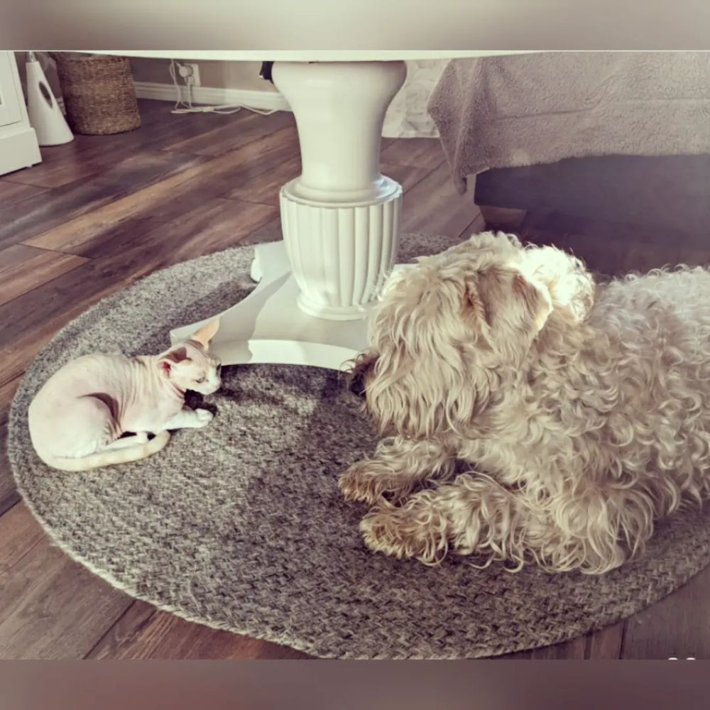 Kennel Signe Tillisch | Signe Tillisch