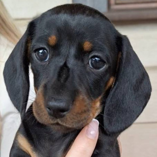 1 år gammal Tax säljs av Catarina från Olofstorp | Skaffa Hund