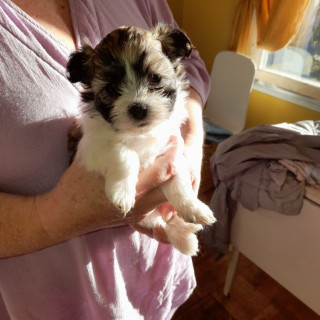 3 år gammal Blandras: Blandras: Shih tzu, havanies säljs av Lena från ...