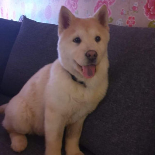 1 år gammal Blandras: Chow chow och husky säljs av Kjell Ove från ...