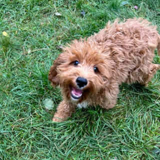 2 år gammal Cavapoo säljs av Daniel från Finspång | Skaffa Hund