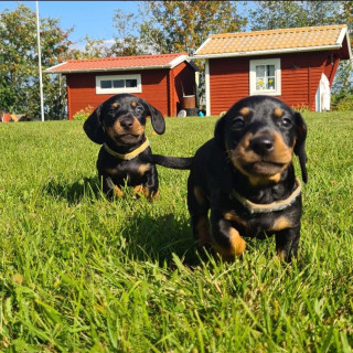 1 år gammal Tax säljs av Sofia från Södertälje | Skaffa Hund