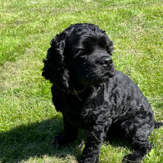 4 år gammal Amerikansk cocker spaniel säljs av Sofia från Leksand ...