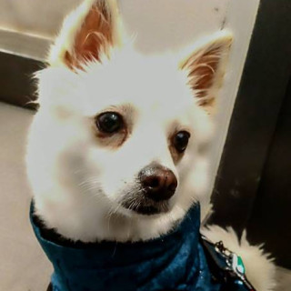 2 år gammal Tysk spets – mittelspitz säljs av Mikaela från Helsingborg ...