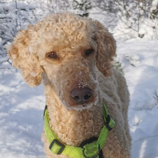 5 år gammal Pudel, stor säljs av Rebecka från Sätila | Skaffa Hund