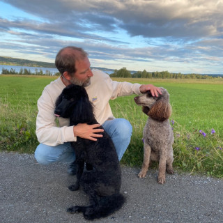 11 månader gammal Pudel, stor säljs av Lövstabackens från Frösön ...