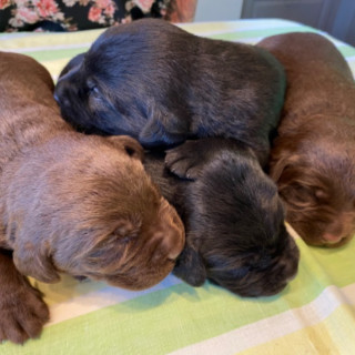 1 år gammal Labrador retriever säljs av Annika från Tostared | Skaffa Hund
