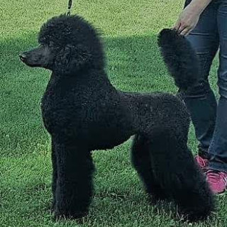5 månader gammal Pudel, stor säljs av Petra från Glimåkra | Skaffa Hund