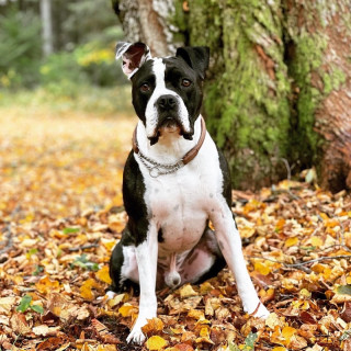6 år gammal Blandras: Boxer och amstaff säljs av Daniella från Kinna ...