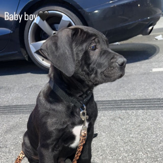 1 år gammal Blandras: Labrador och amstaff säljs av Sedra från Kisa ...