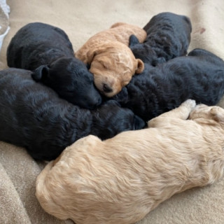 4 år gammal Pudel, stor säljs av Katrine från Enskede | Skaffa Hund