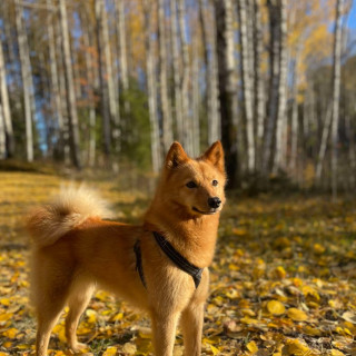 2 månader gammal Finsk spets säljs av Lars Åke från Bjuråker | Skaffa Hund