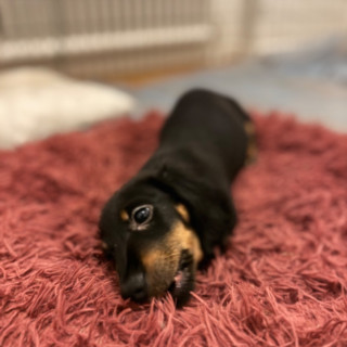 1 år gammal Blandras: Kanintax säljs av Senika från Ljungby | Skaffa Hund