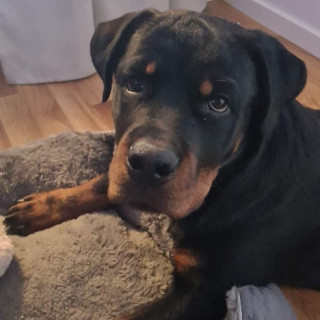 1 år gammal Blandras: Rottweiler säljs av Veronica från Eskilstuna ...