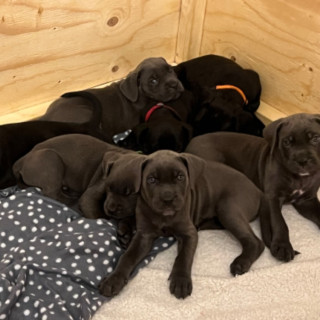 1 år gammal Cane corso säljs av Johan från Knivsta | Skaffa Hund