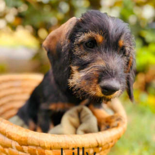 1 år gammal Tax säljs av Norbert från Hamneda | Skaffa Hund