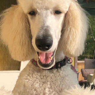 6 år gammal Pudel, stor säljs av Lina från åkersberga | Skaffa Hund