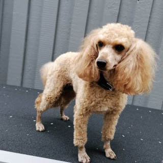 5 år gammal Pudel, dvärg säljs av Tanja från Hjortkvarn | Skaffa Hund