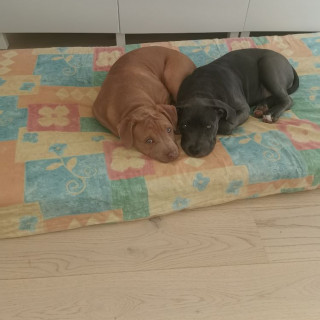 2 år gammal American Bully säljs av Roula från Märsta | Skaffa Hund