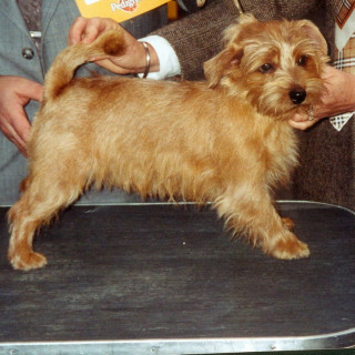 Norfolkterrier - Den ultimata guiden
