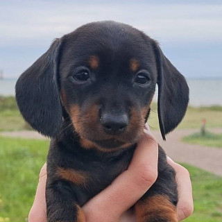 1 år gammal Tax säljs av Your Choice Kennel från Olofstorp | Skaffa Hund