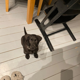 3 månader gammal Labrador retriever säljs av Sandra från Glemmingebro ...