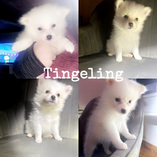 3 månader gammal Blandras: japansk spets, pomeranian säljs av Sara från ...