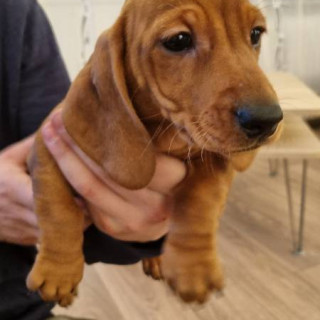 3 år gammal Tax säljs av Ancuta från Osby | Skaffa Hund