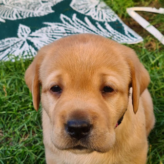 2 år gammal Labrador retriever säljs av Fastidious från Hölö | Skaffa Hund