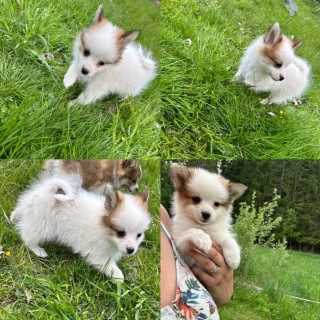 1 år gammal Blandras: Japansk spets, pomeranian säljs av Sara från ...