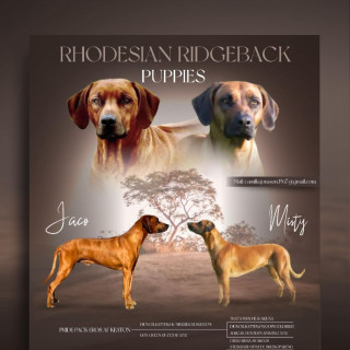 1 år gammal Rhodesian ridgeback säljs av Mistys ridge från ängelholm ...
