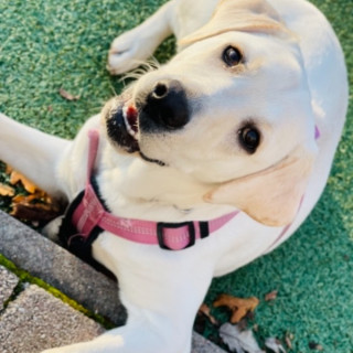 4 år gammal Labrador retriever säljs av Jimi från Södertälje | Skaffa Hund