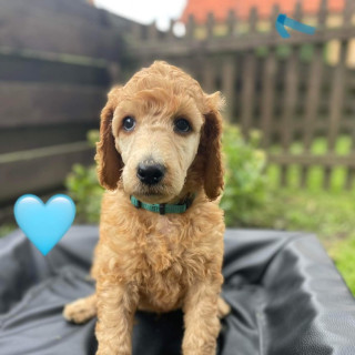 1 år gammal Pudel, stor säljs av Poppans pudlar från Malmö | Skaffa Hund