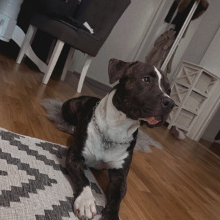 3 år gammal Blandras: Amstaff/pitbull säljs av Teddi från Fagersta ...