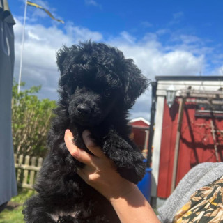 11 månader gammal Blandras: Pudel säljs av Carolina Elisabeth från ...