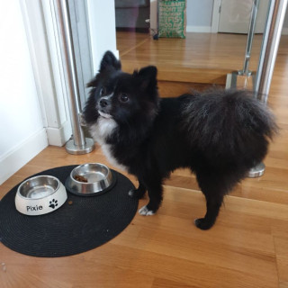2 år gammal Blandras: Pomeranian och papillon säljs av Josefine från ...