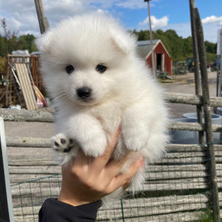 3 år gammal Japansk spets säljs av Snöslottets från örebro | Skaffa Hund