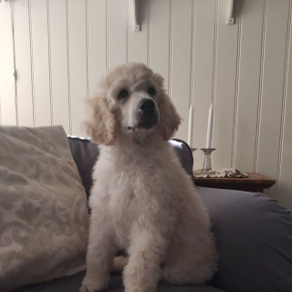 8 månader gammal Pudel, stor säljs av Raymond från Bograngen | Skaffa Hund