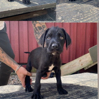 1 år gammal Blandras: Staffordshire bullterrier/fransk bulldog och ...