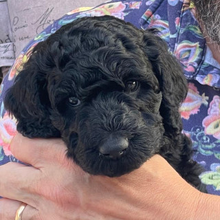 2 år gammal Pudel, stor säljs av Eva från Löddeköpinge | Skaffa Hund