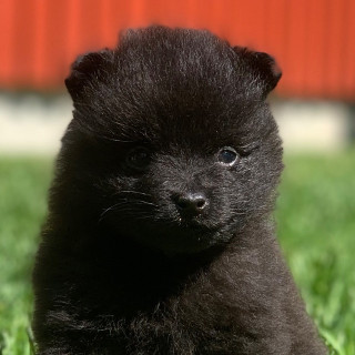 2 år gammal Tysk spets – mittelspitz säljs av Lennart från Forshaga ...