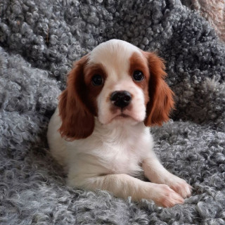 1 år gammal Blandras: Cavapoo valpar säljs av Jonas från Eskilstuna ...