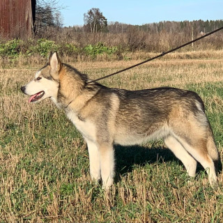 10 månader gammal Alaskan malamute säljs av Shannuq's kennel från Tierp ...