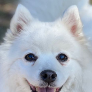 12 år gammal Japansk spets säljs av Joyce från Västra frölunda | Skaffa ...