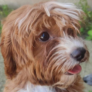 2 år gammal Cavapoo säljs av Edyta från Knutby | Skaffa Hund