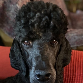 6 år gammal Pudel, stor säljs av Ann från Norrköping | Skaffa Hund